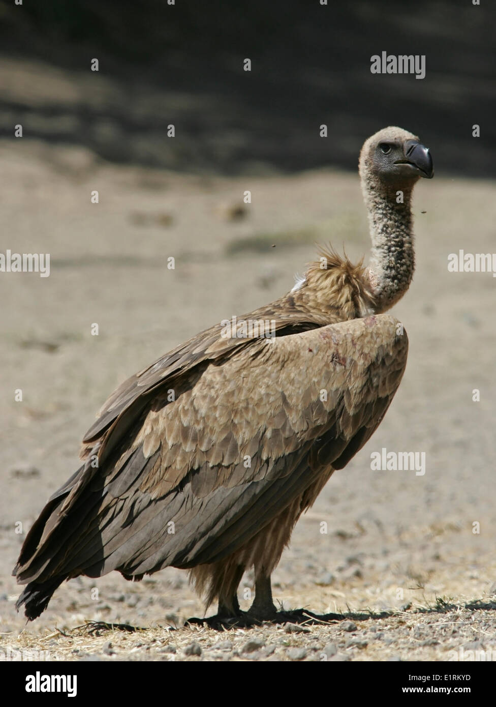 African White-backed Vulture (Gyps africanus Stock Photo - Alamy