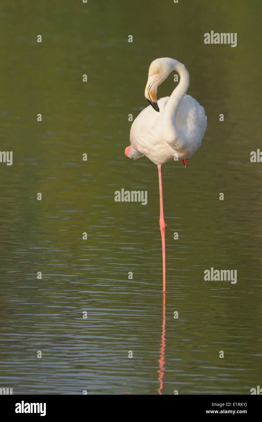 Flamingo bird standing on one leg hi-res stock photography and images ...