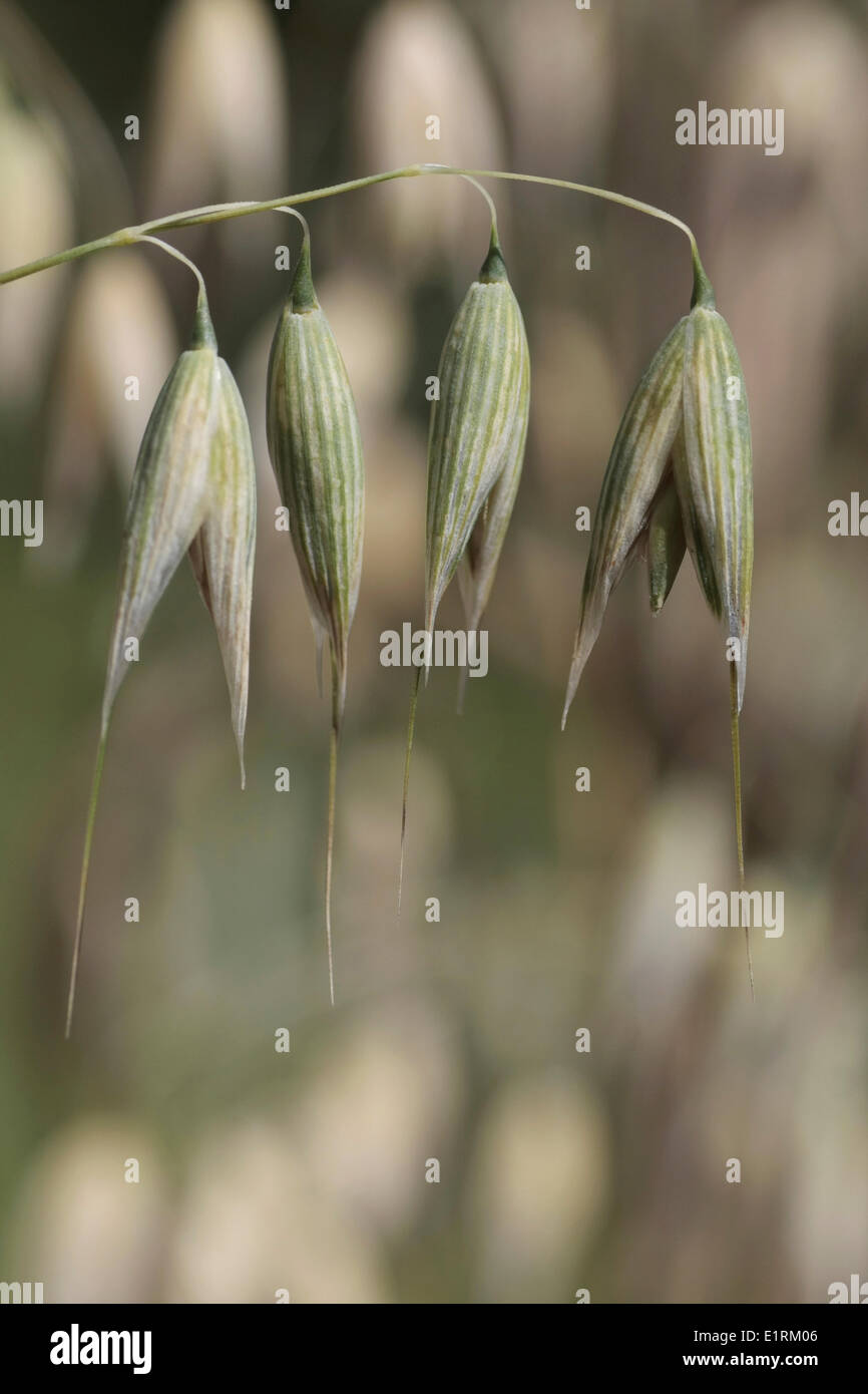 Common oat (Avena sativa Stock Photo - Alamy