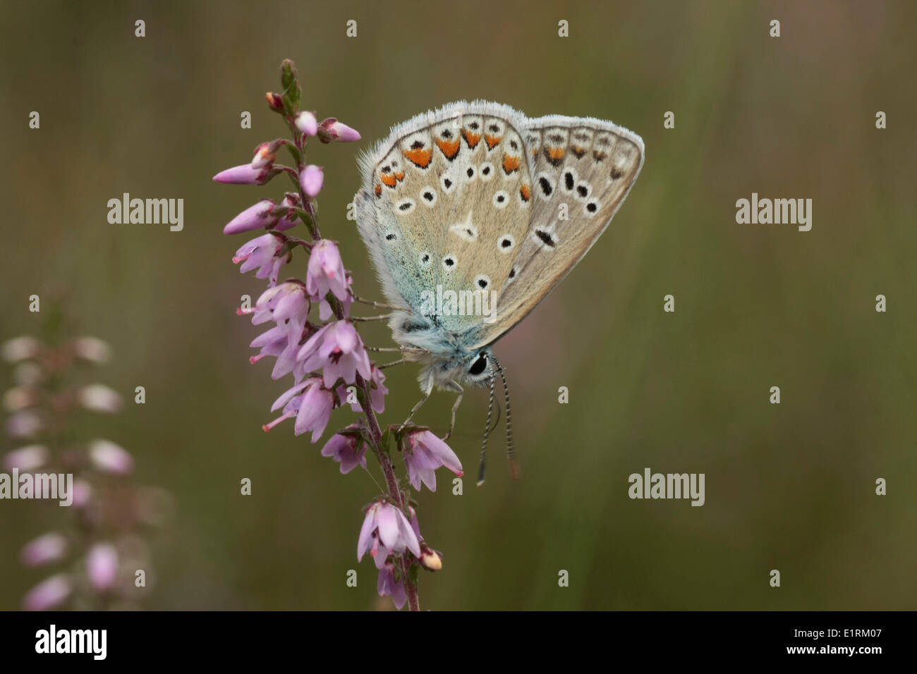 Common blue on heather Stock Photo - Alamy