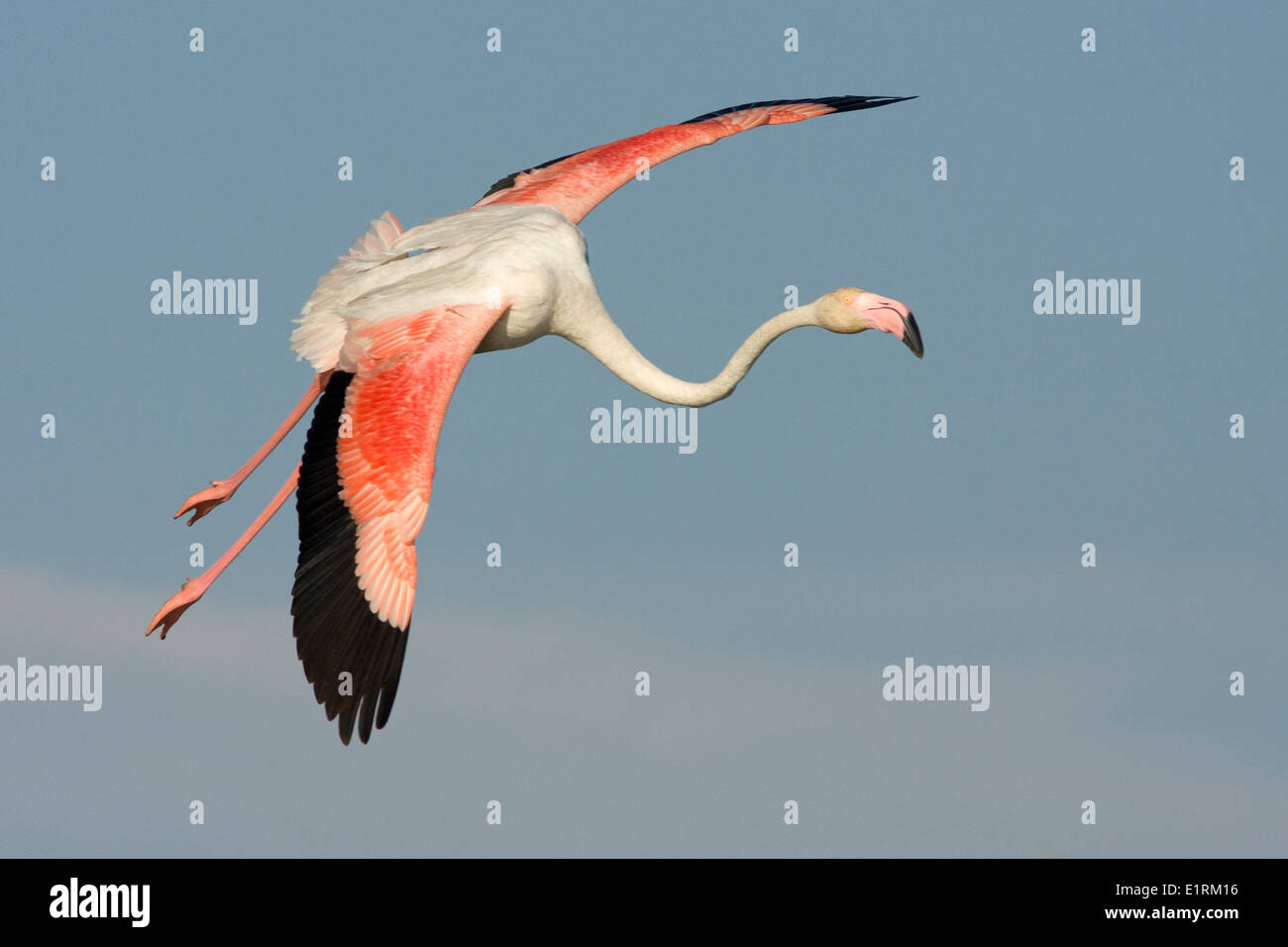 Flying Greater Flamingo Stock Photo - Alamy