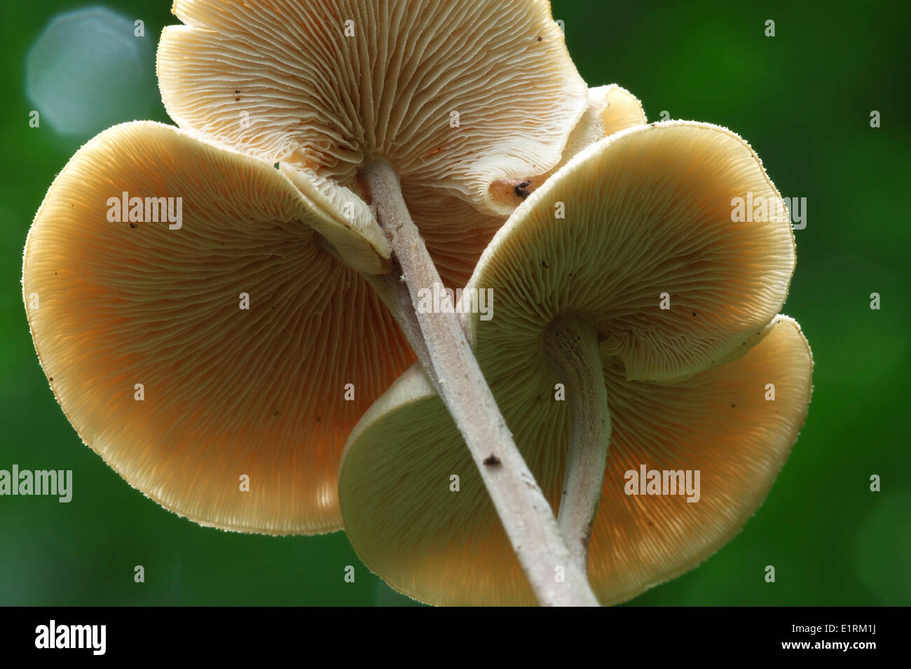 Flammulina fennae hi-res stock photography and images - Alamy