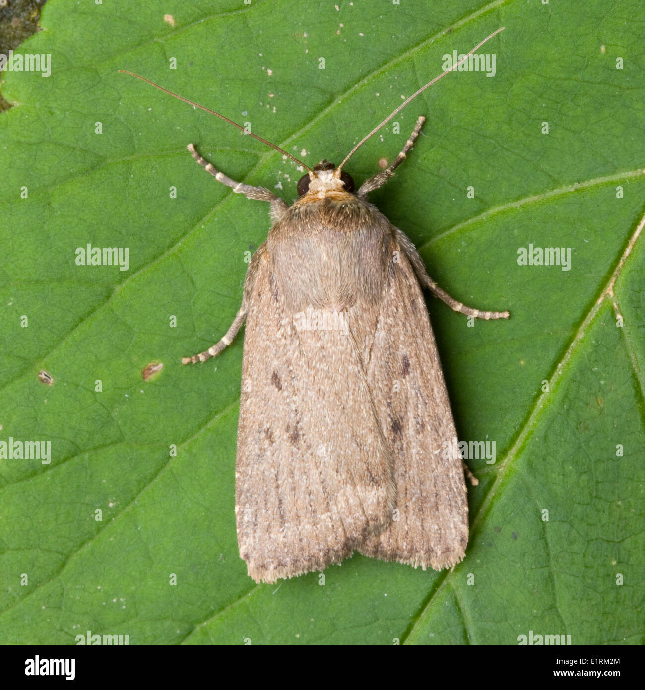 Rare moths hi-res stock photography and images - Alamy