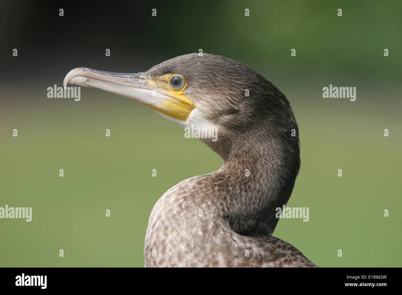 Portrait of a Great cormorant Stock Photo - Alamy