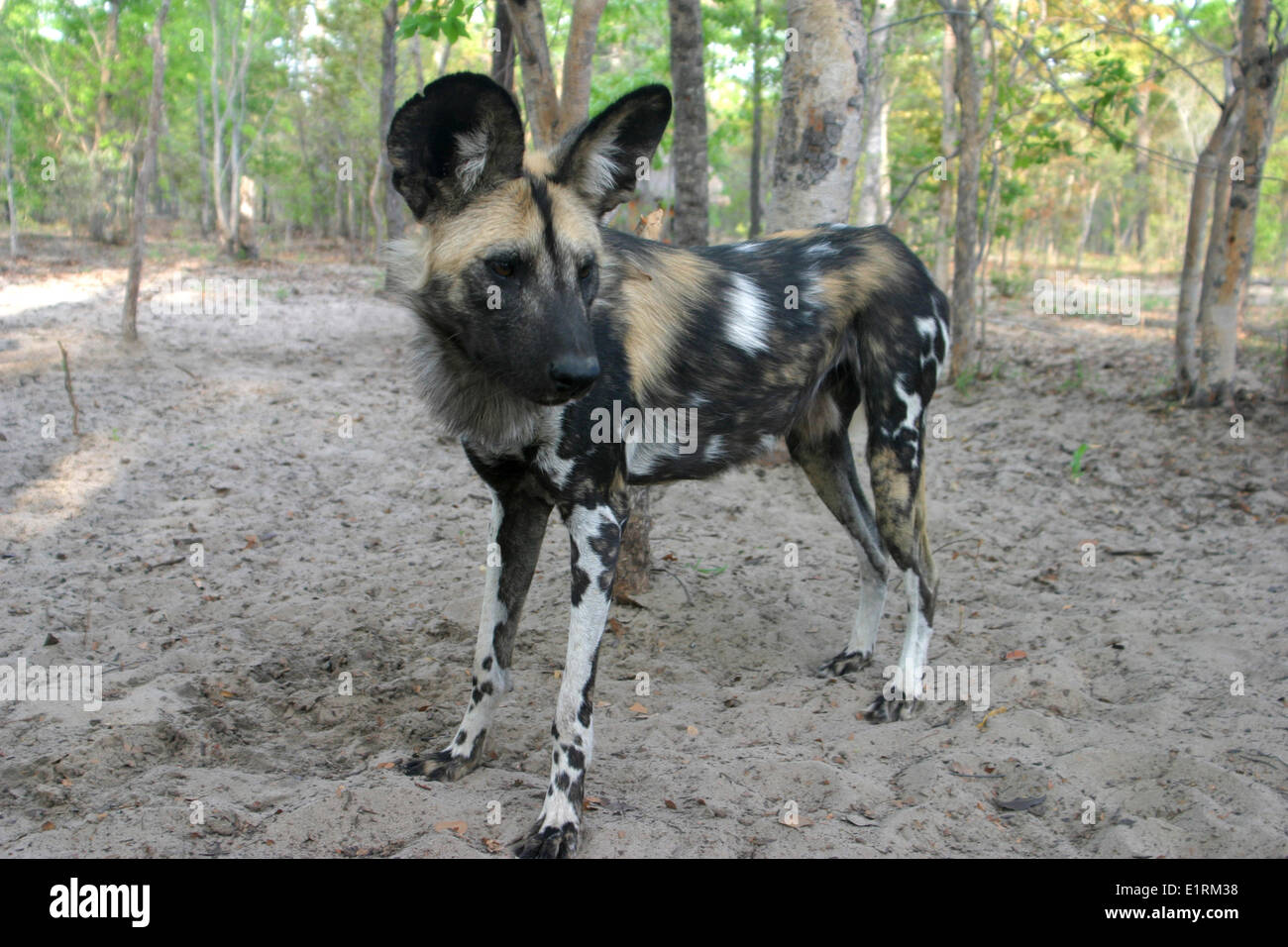 African wild dog or Painted huntig dog (Lycaon pictus Stock Photo - Alamy
