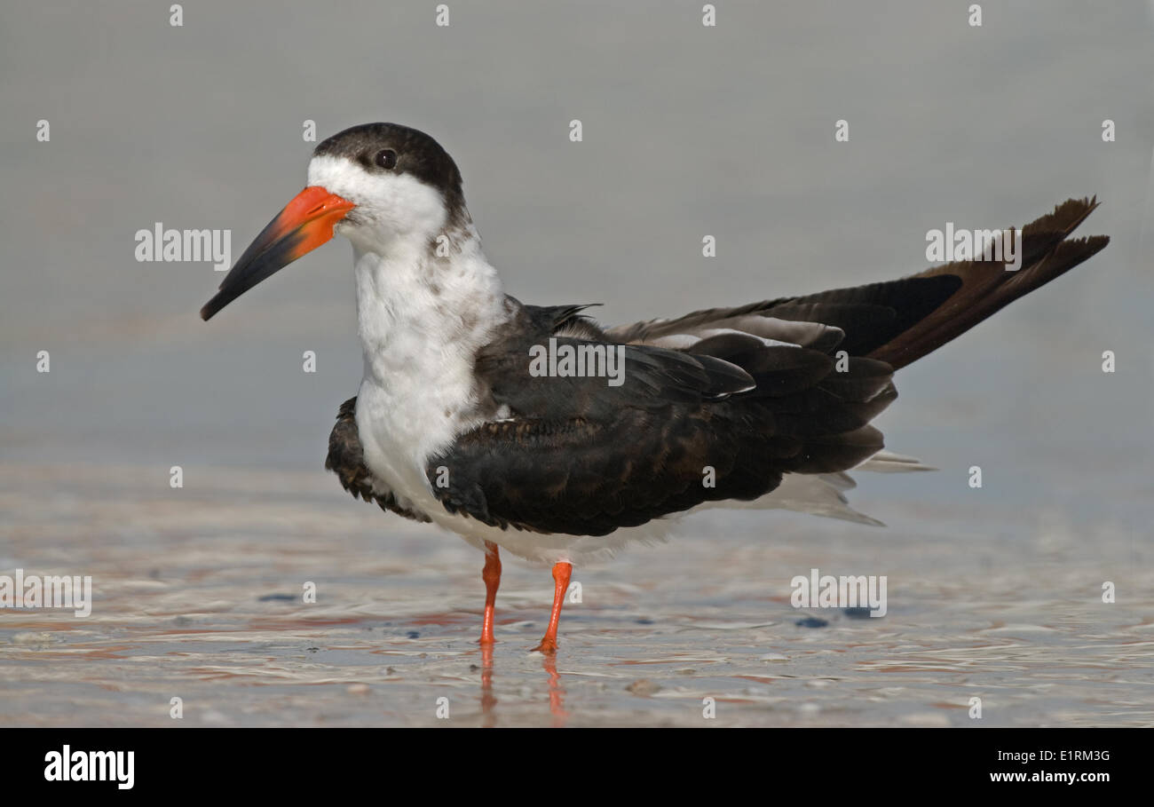 Black Skimmer on the beach Stock Photo - Alamy