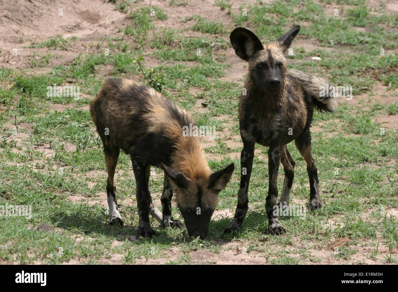 African wild dog or Painted huntig dog (Lycaon pictus Stock Photo - Alamy