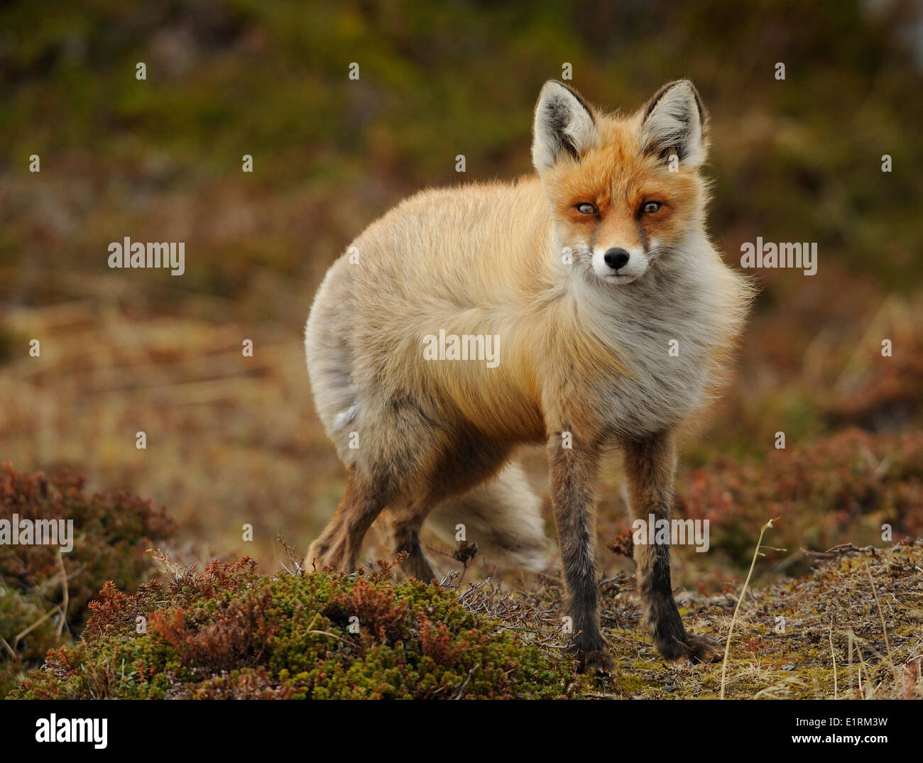 Red fox standing in tundra vegetation Stock Photo - Alamy