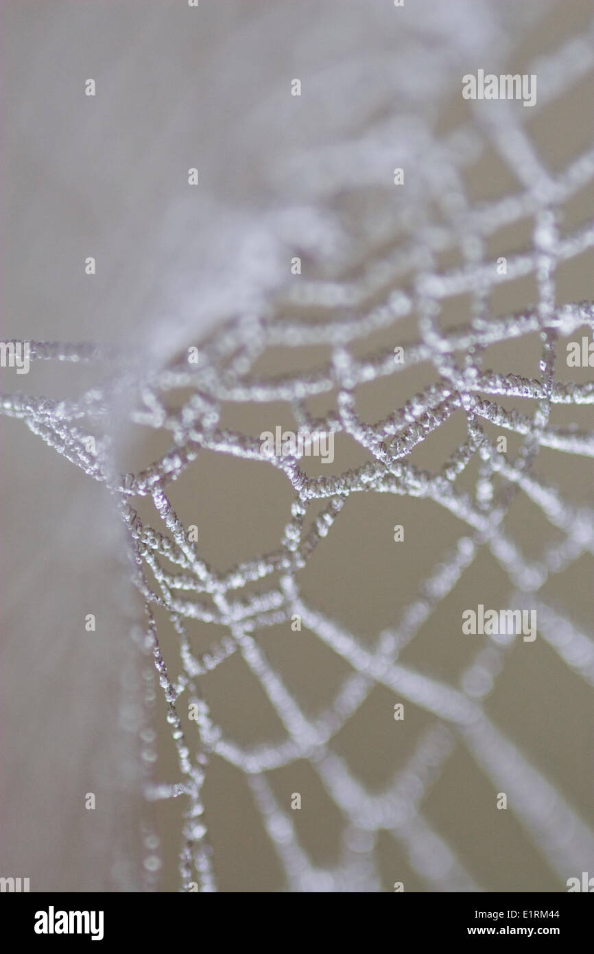 Spider web captured in ice Stock Photo - Alamy