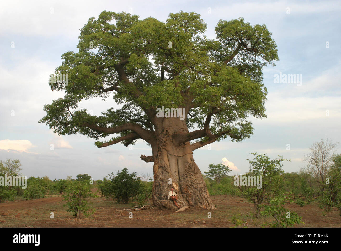 African Baobab (Adansonia digitata Stock Photo - Alamy