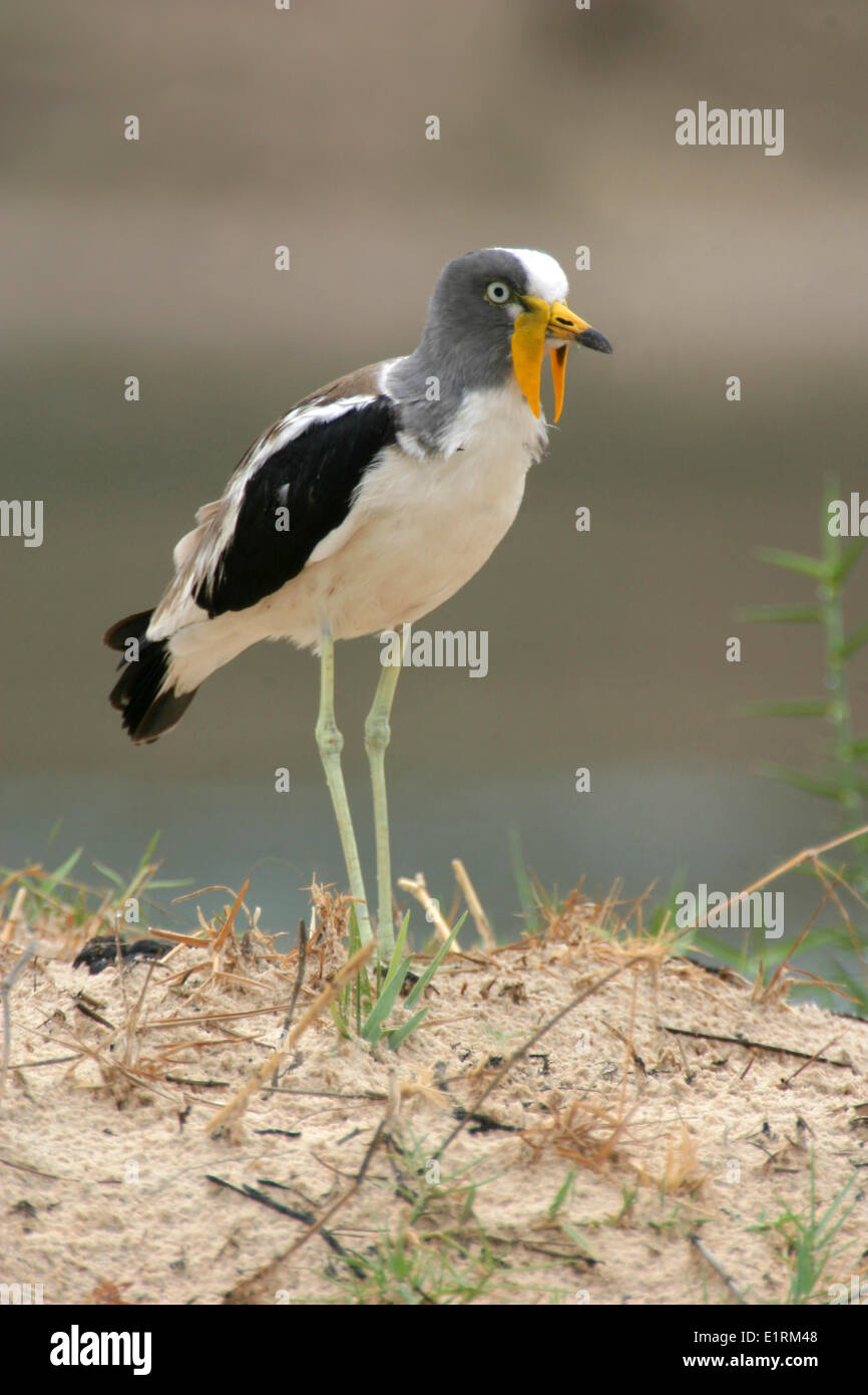 African wattle lapwing hi-res stock photography and images - Alamy