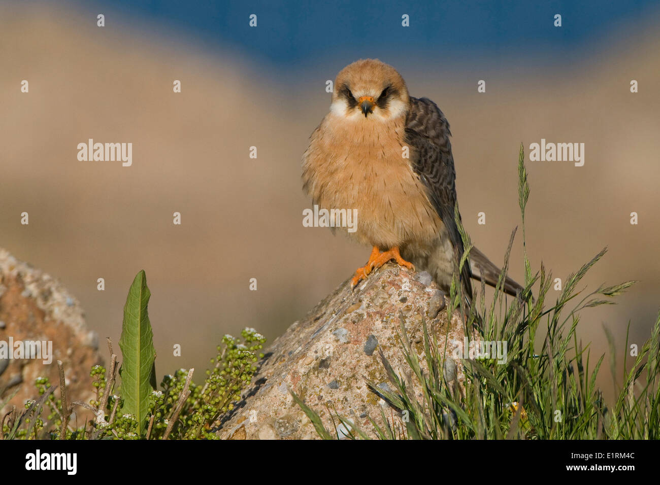 Falcon Rock High Resolution Stock Photography and Images - Alamy
