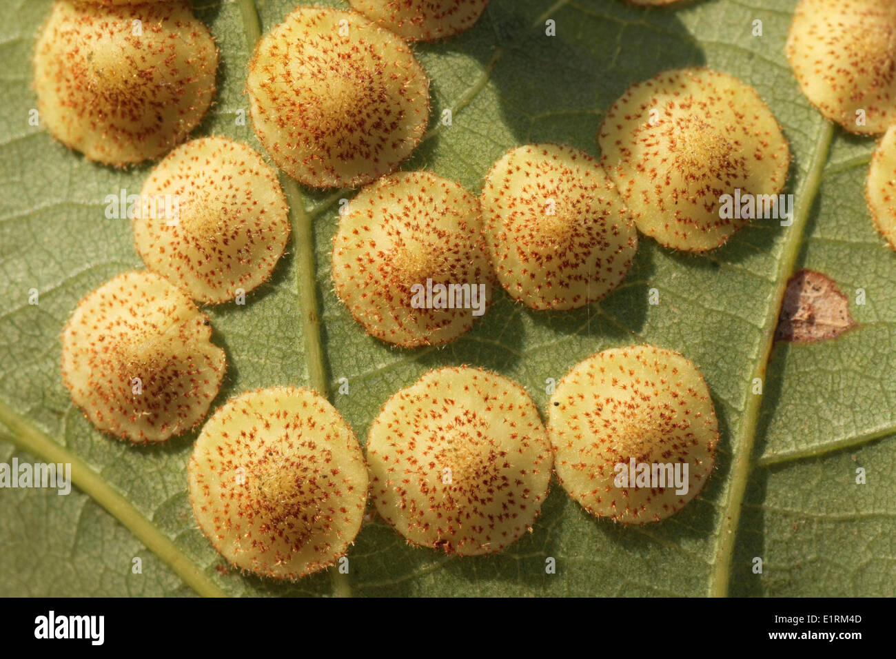 Common spangle gall (Neuroterus quercusbaccarum) on a leaf of an oak ...