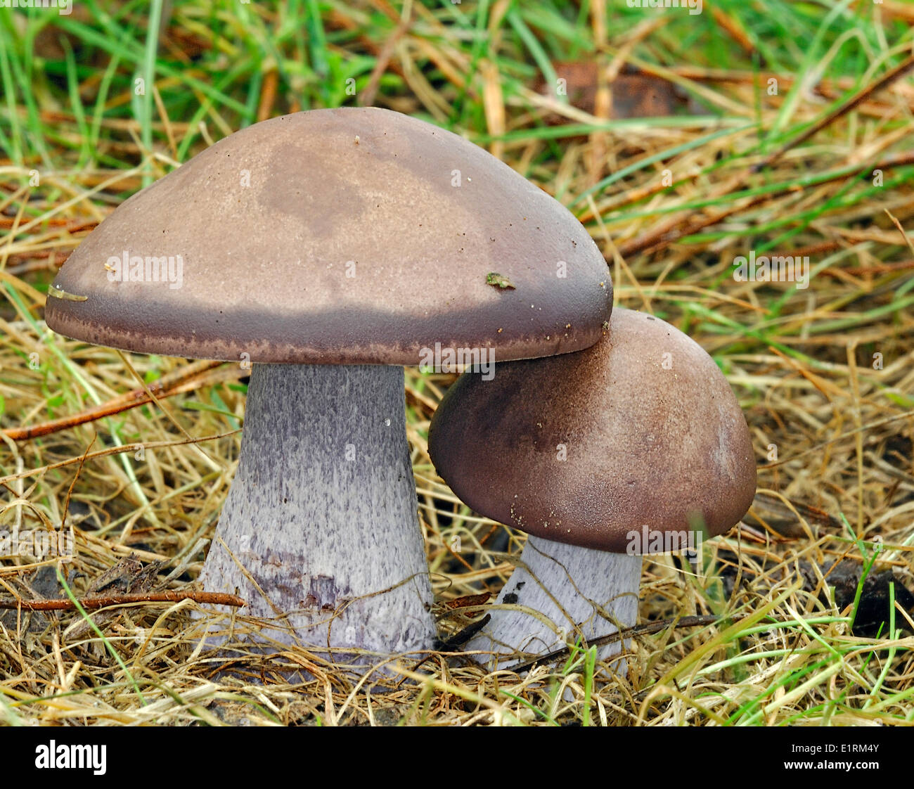 Wood blewits hi-res stock photography and images - Alamy