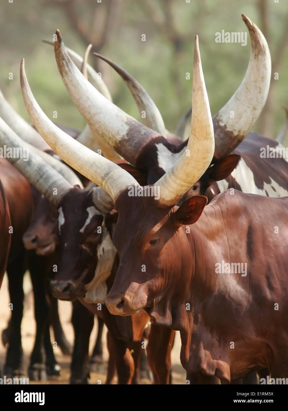 Ankole watusi cattle hi-res stock photography and images - Alamy