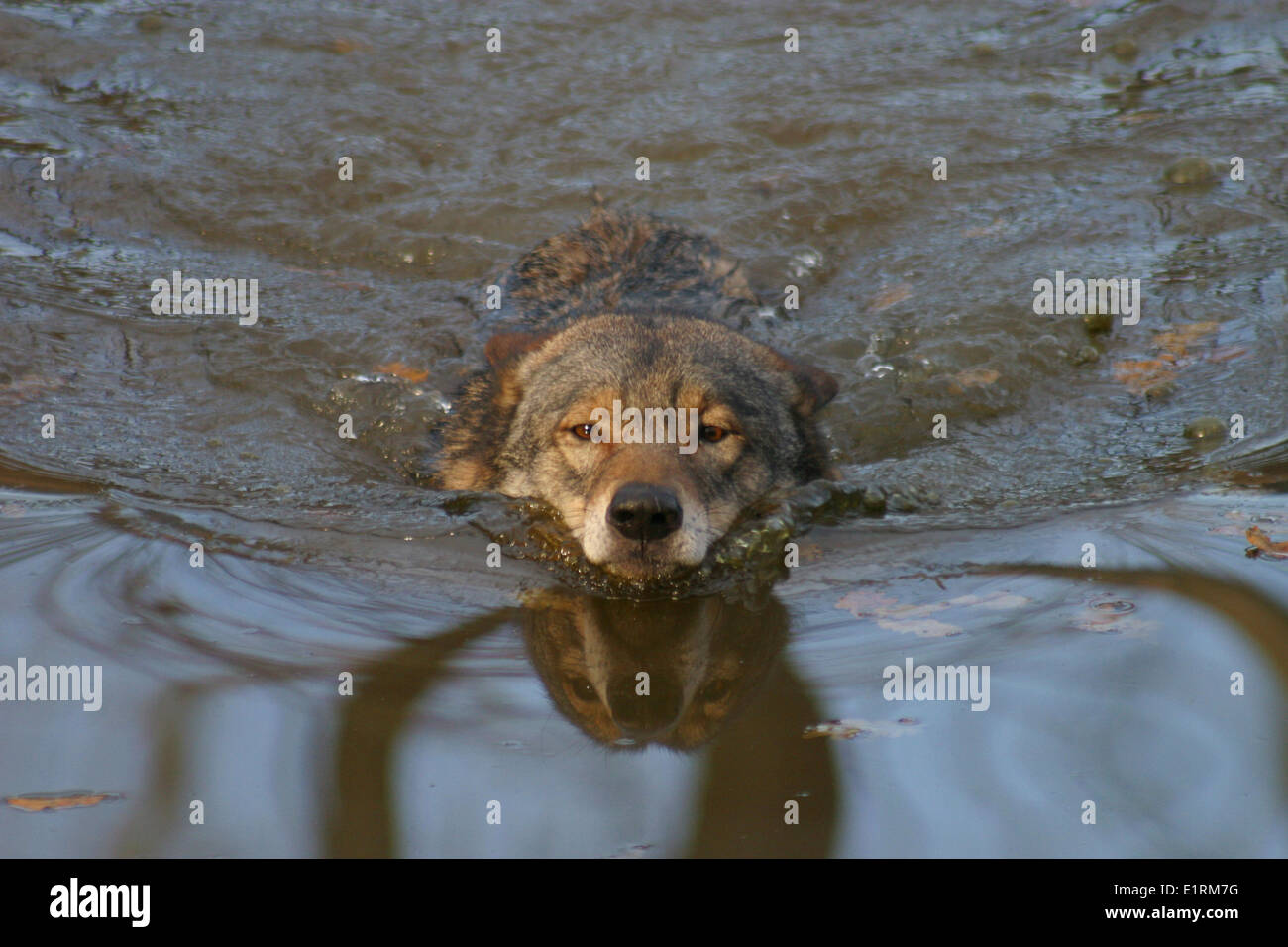 Gray Wolf swimming straight towards you Stock Photo - Alamy
