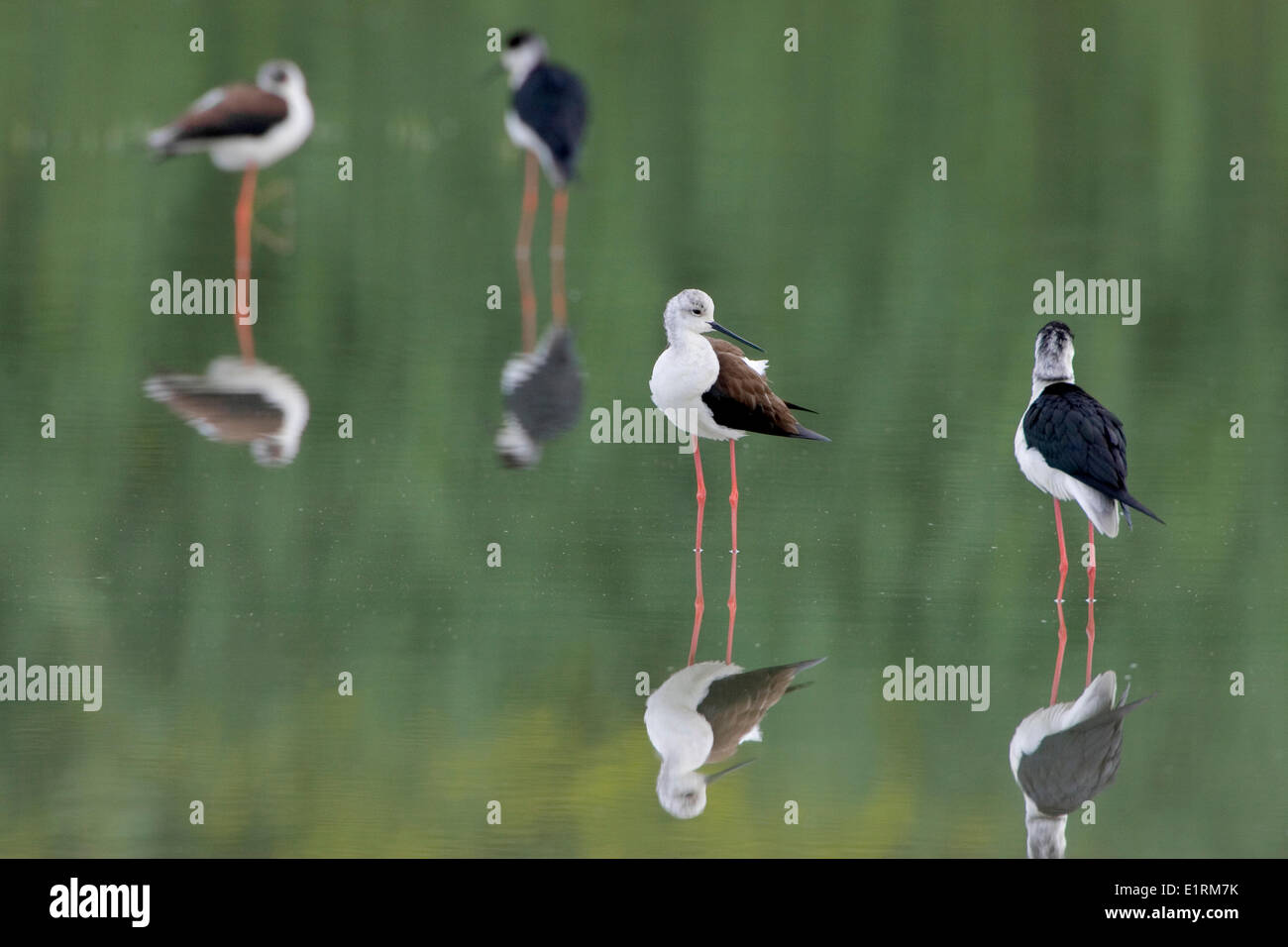 Four winged insect hi-res stock photography and images - Alamy