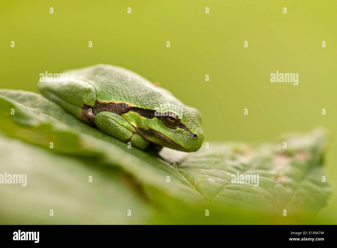 Common Tree frog sitting on leaf Stock Photo - Alamy