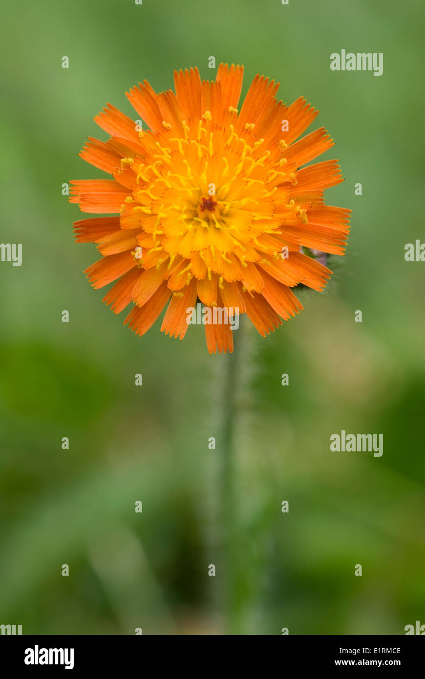 Canada hawkweed hi-res stock photography and images - Alamy