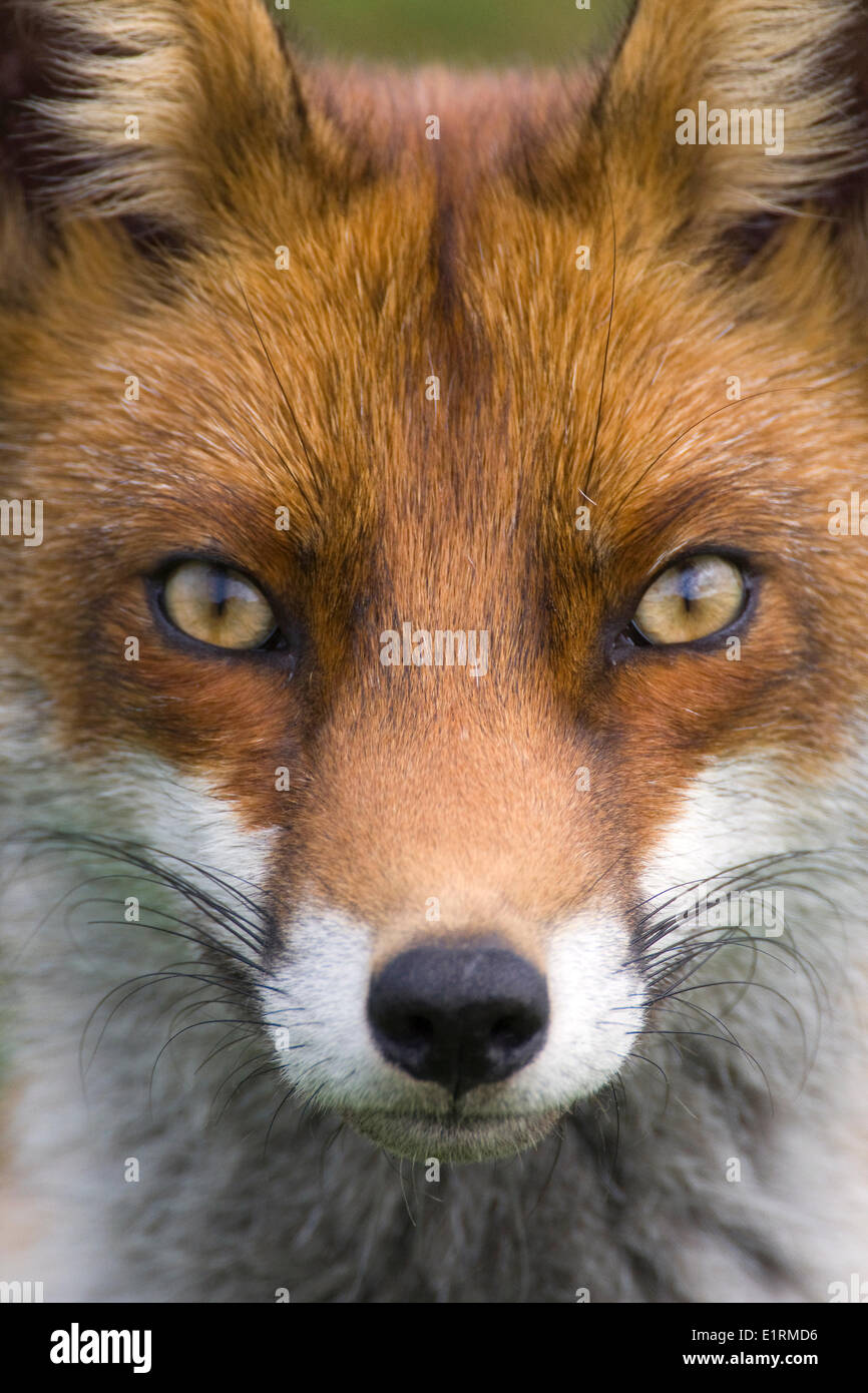 Female Red fox close-up Stock Photo - Alamy