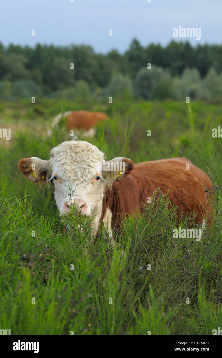 Bergher hi-res stock photography and images - Alamy