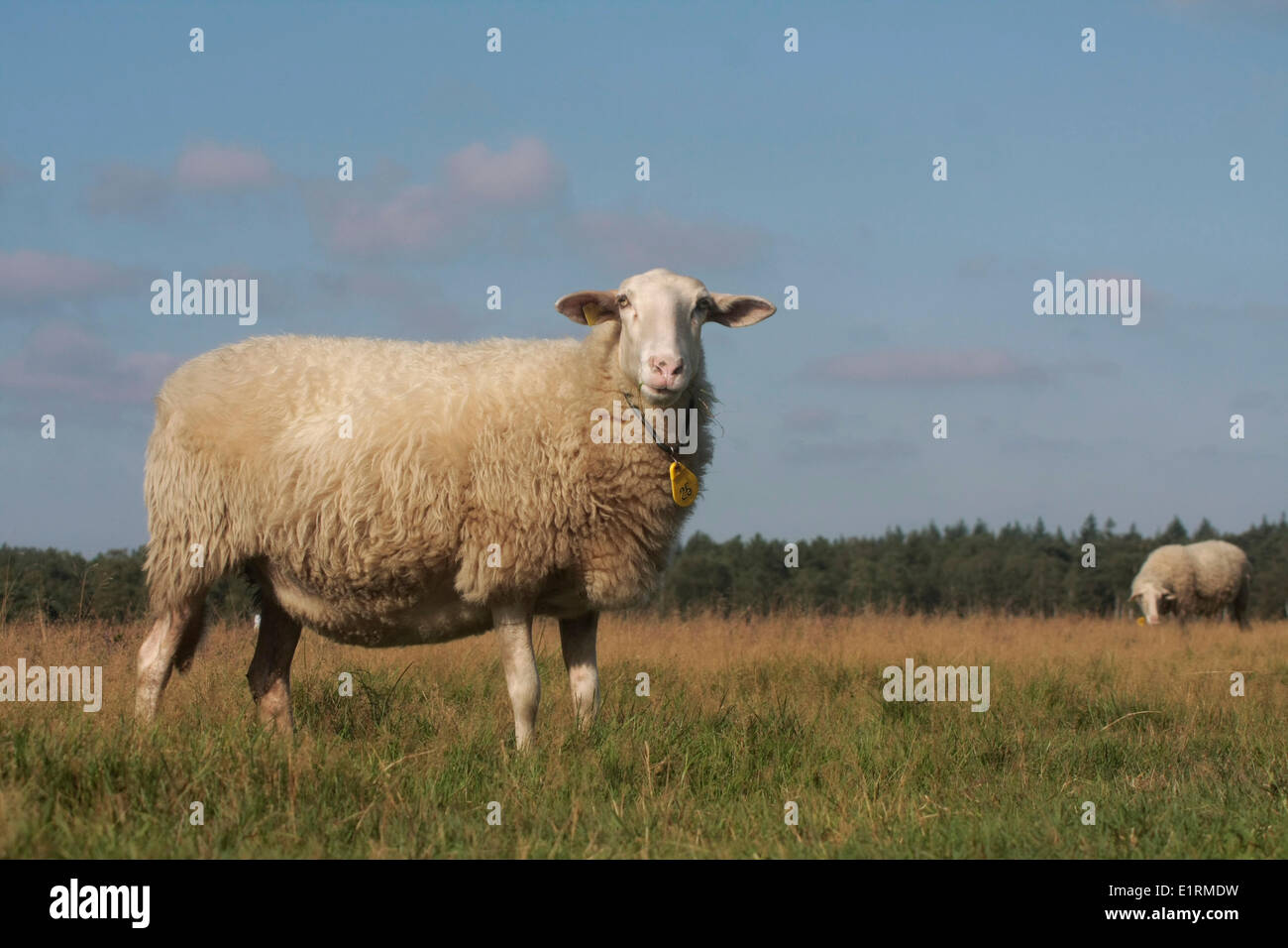 Dutch sheep hi-res stock photography and images - Alamy