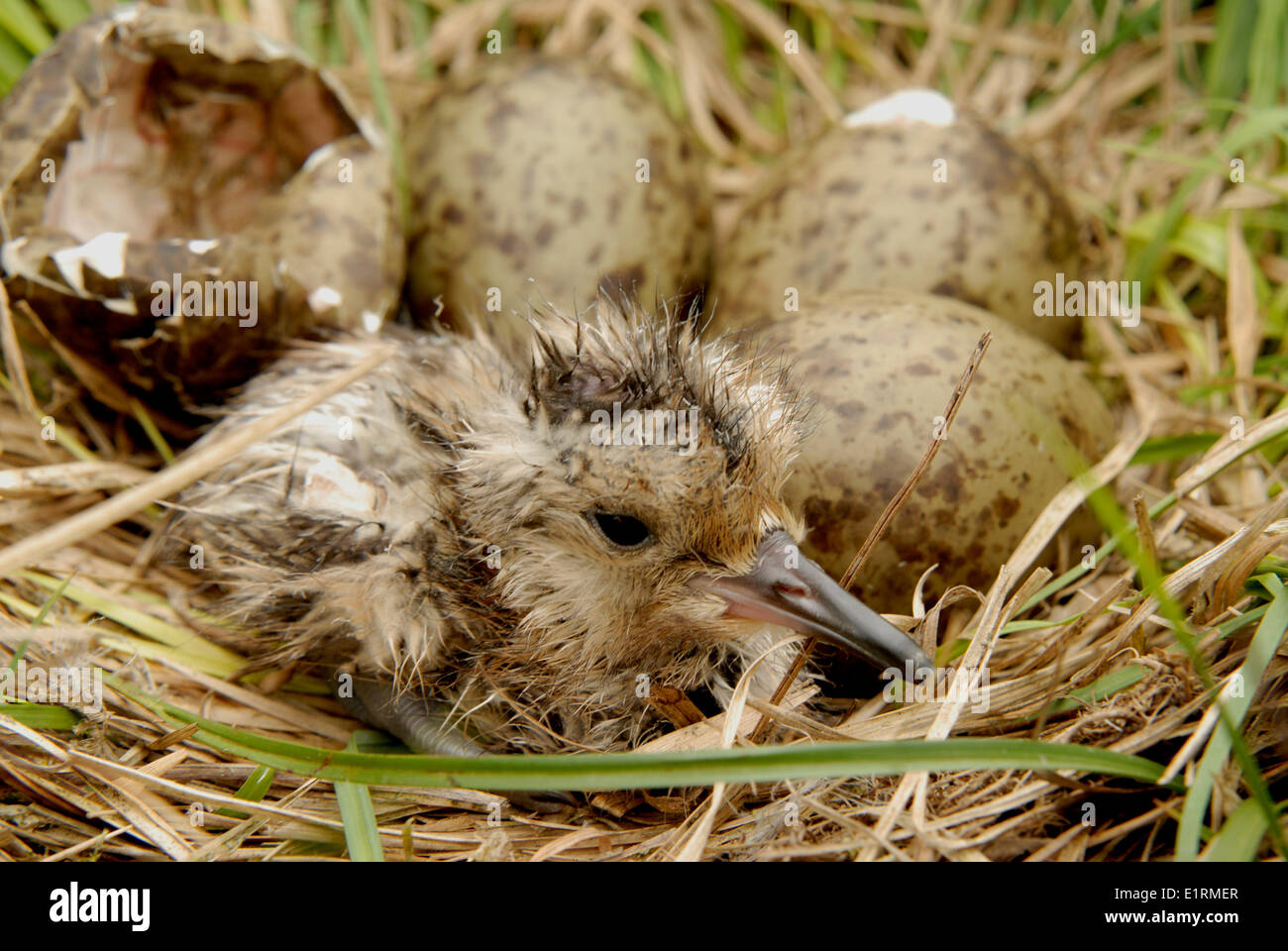 Curlew chick hi-res stock photography and images - Alamy