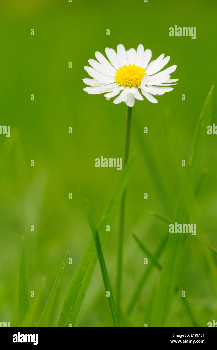Lonely flowering Daisy (Bellis perennis) in a lawn Stock Photo - Alamy