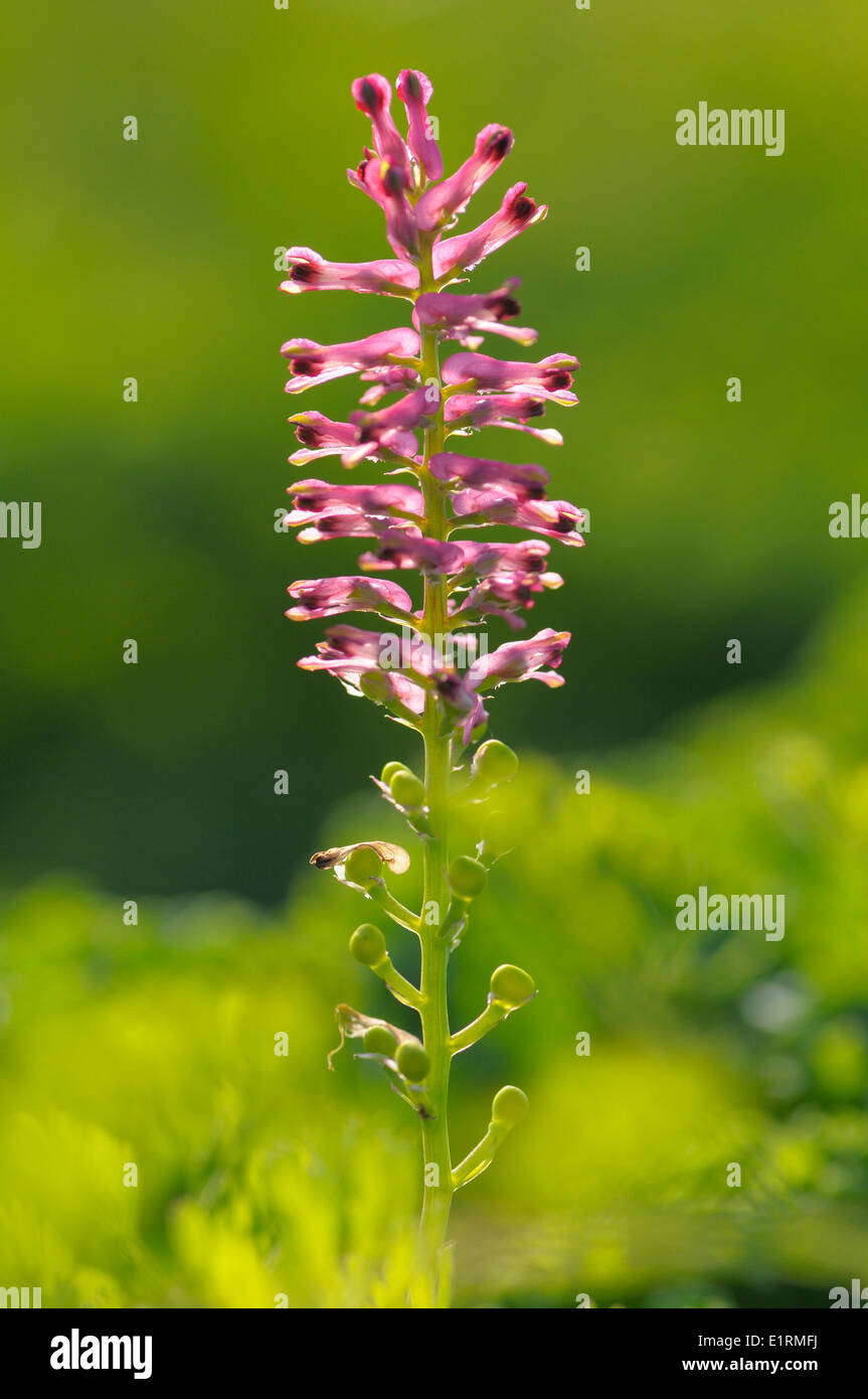 Flowering Common Fumitory (Fumaria officinalis Stock Photo - Alamy
