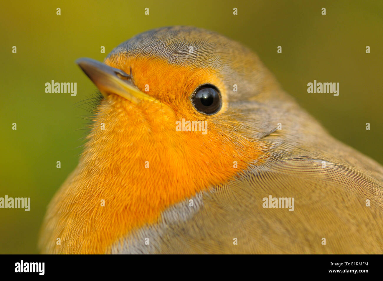 Headshot of a European Robin, caught for banding Stock Photo - Alamy