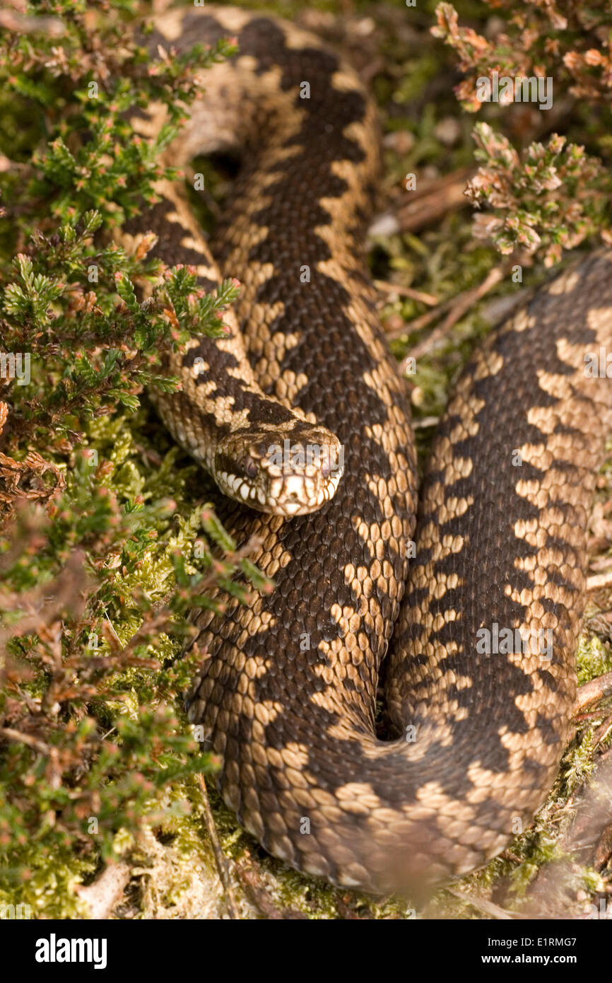 Common viper (Vipera berus) in its natural habitat Stock Photo - Alamy
