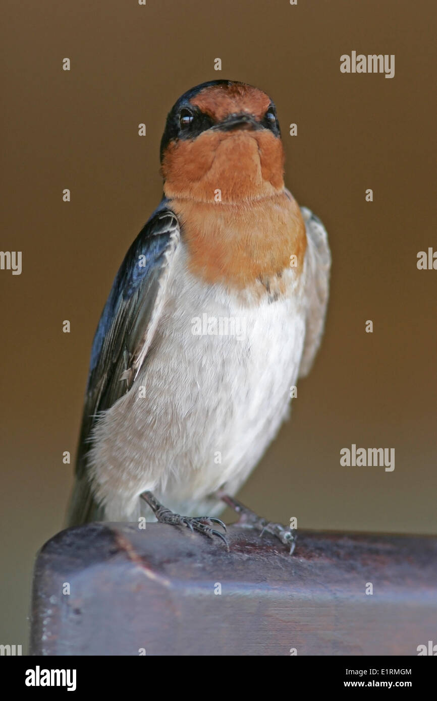 Welcome Swallow (Hirundo neoxena Stock Photo - Alamy
