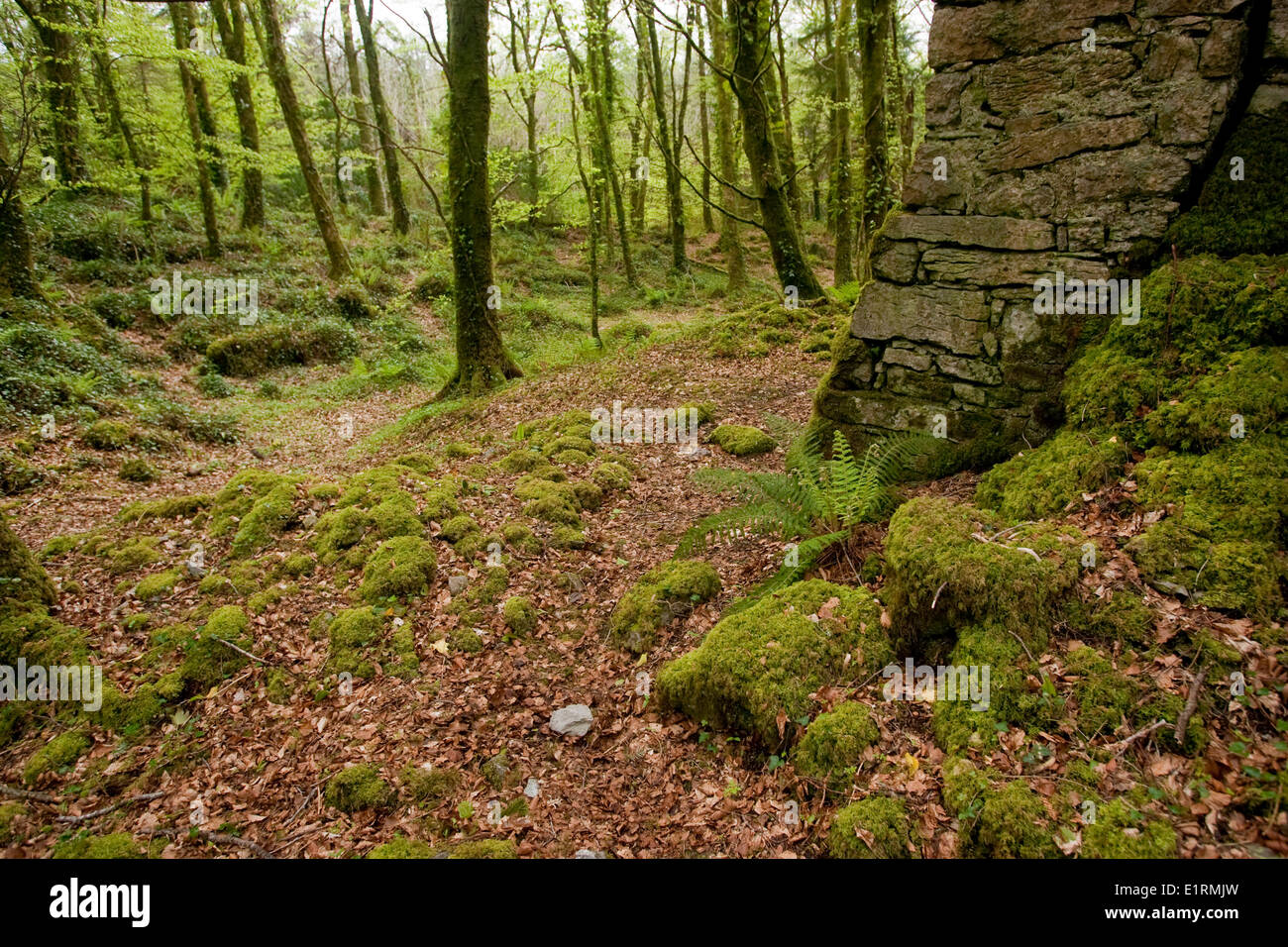 castle ruin in the forest, Mayo, Ierland Stock Photo - Alamy