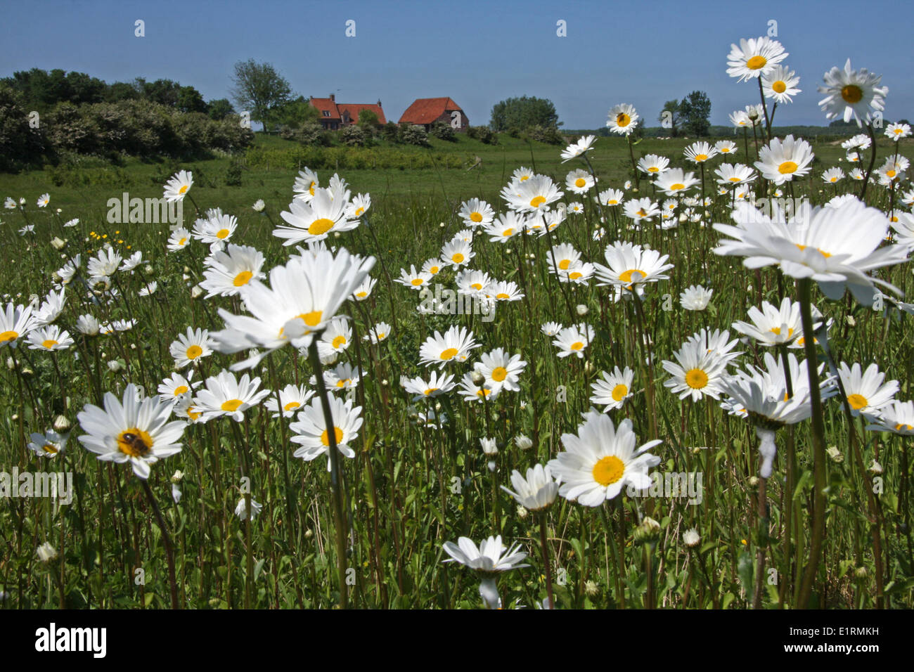 flowering plants with farm in the background Stock Photo - Alamy