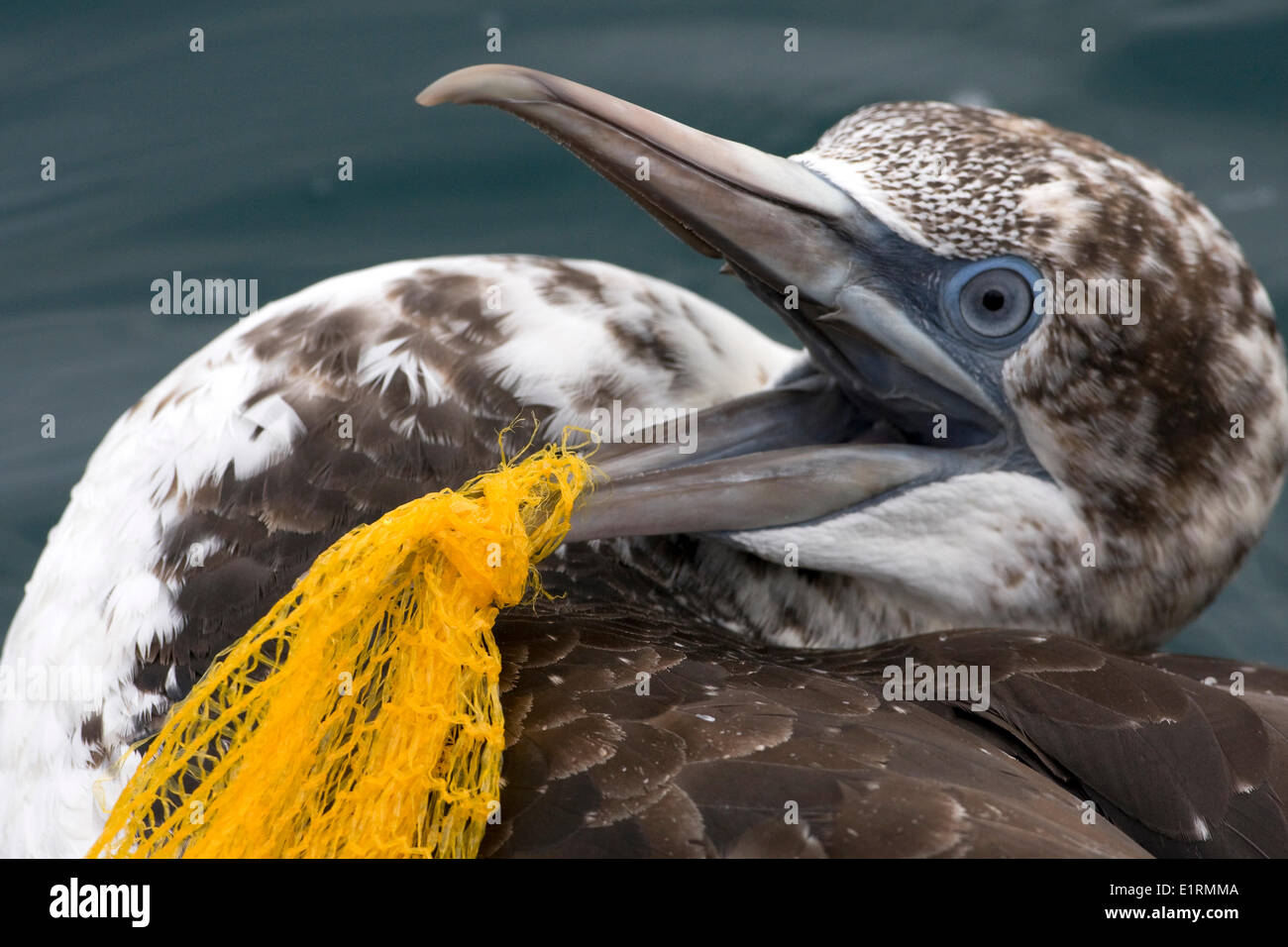 Gannet trapped in plastic net which would normally result in certain ...