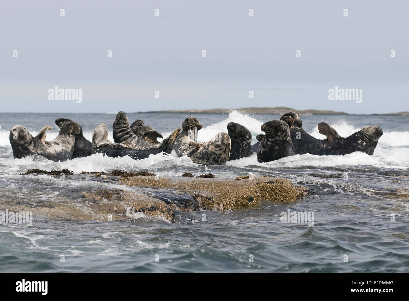 Seals with a hi-res stock photography and images - Alamy