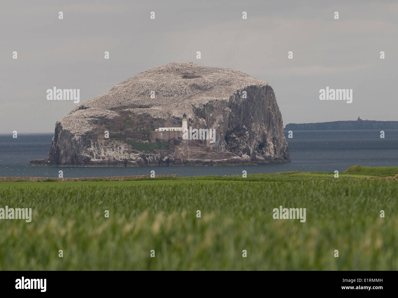 Sight on Gannet Island Bass Rock Stock Photo - Alamy