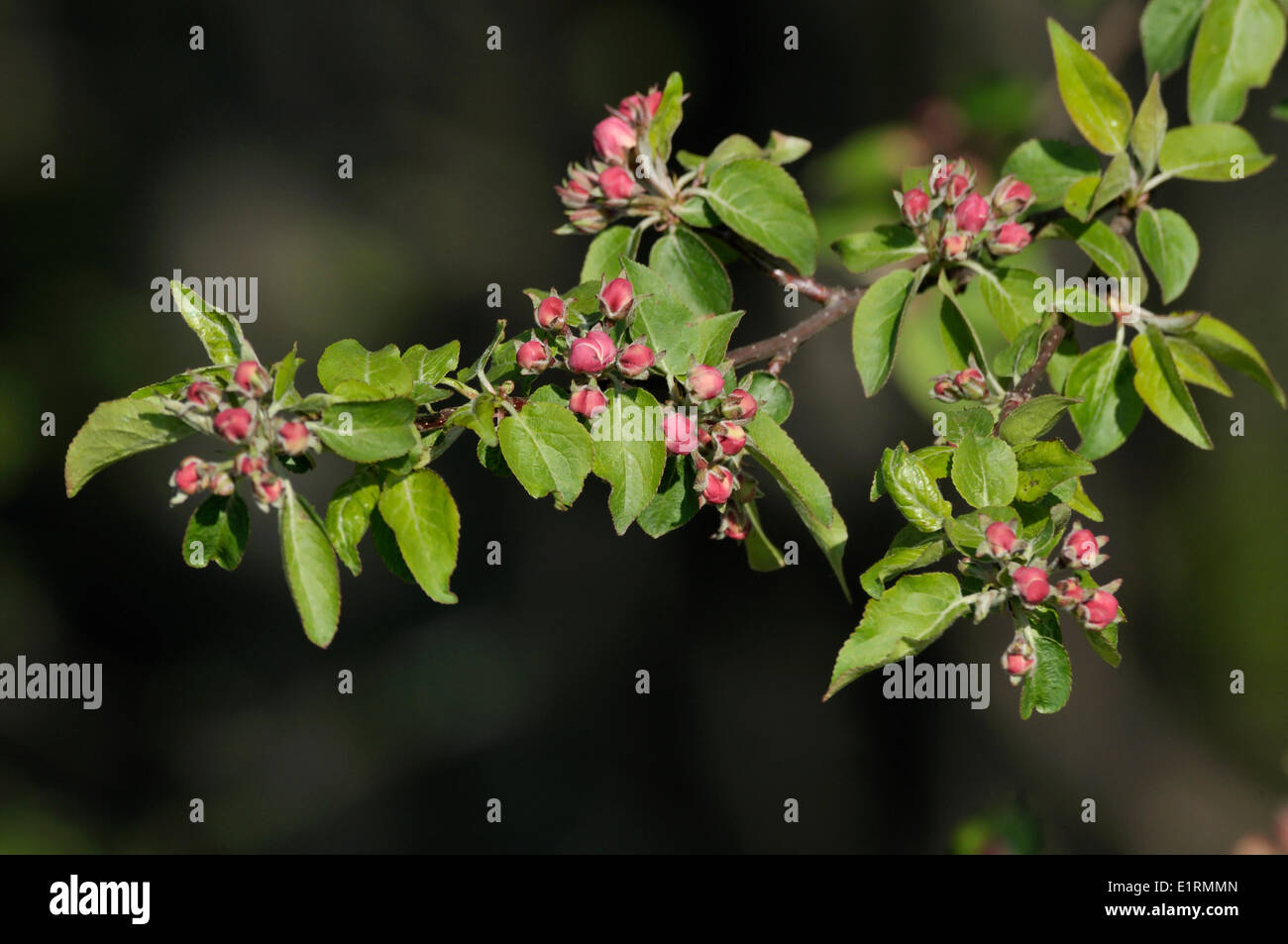 branch of wild apple with buds Stock Photo - Alamy