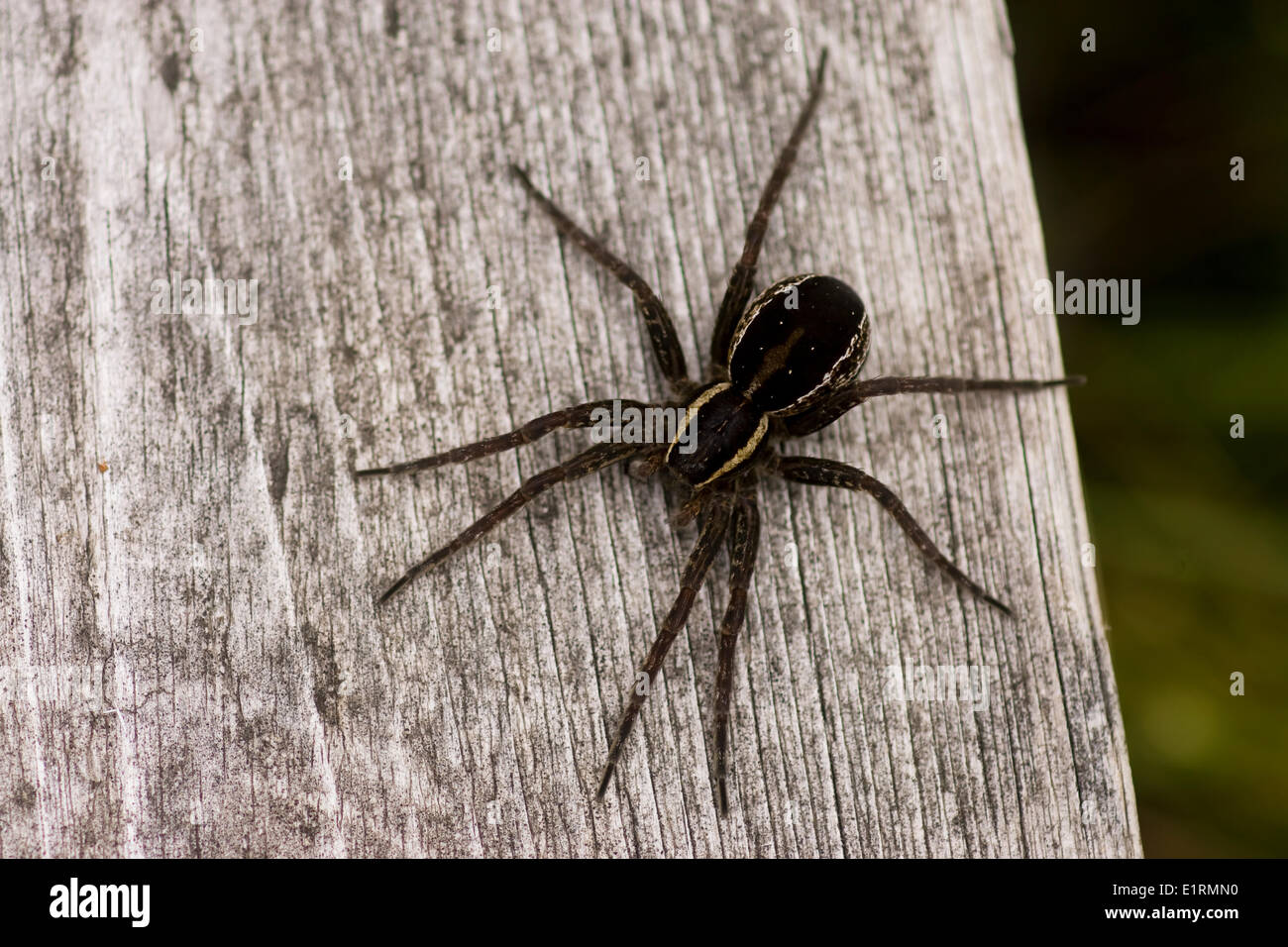 Raft spider (Dolomedes fimbriatus Stock Photo - Alamy