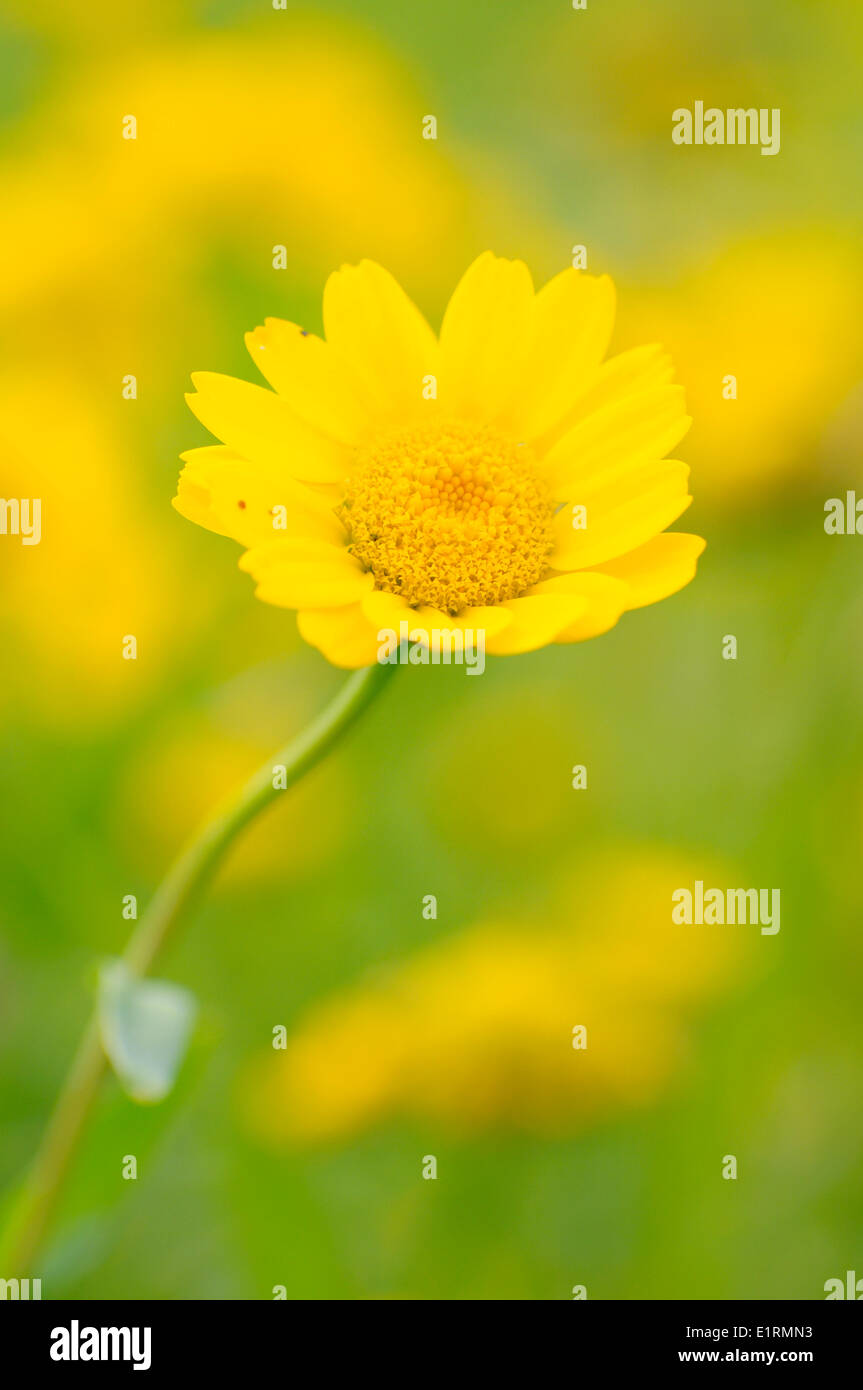 Flowering Corn Daisy (Chrysanthemum segetum Stock Photo - Alamy