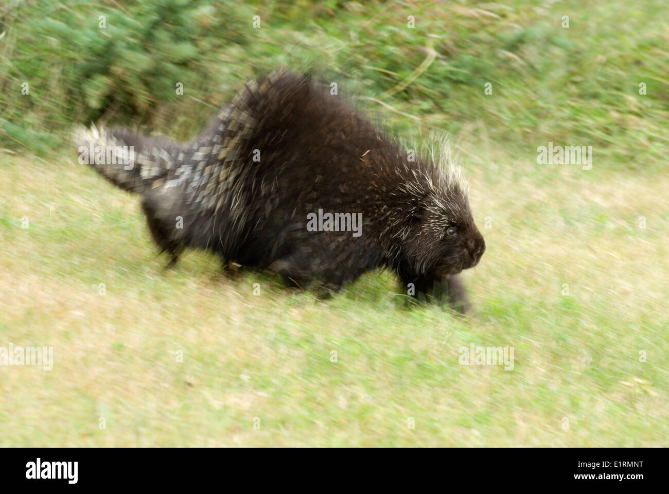 North american porcupine walking hi-res stock photography and images ...