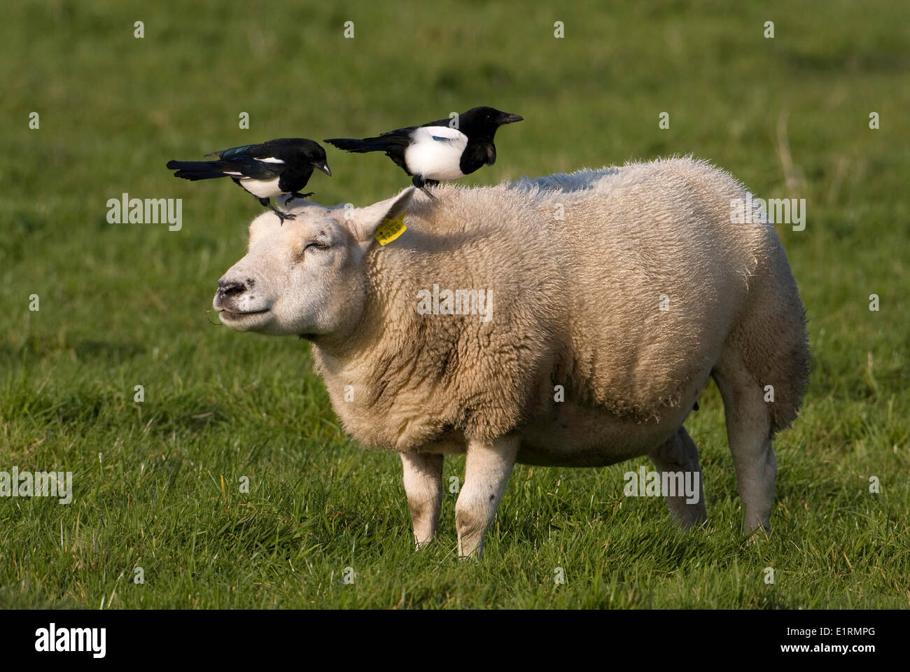 Foraging Magpies (Pica pica) on a sheep Stock Photo - Alamy