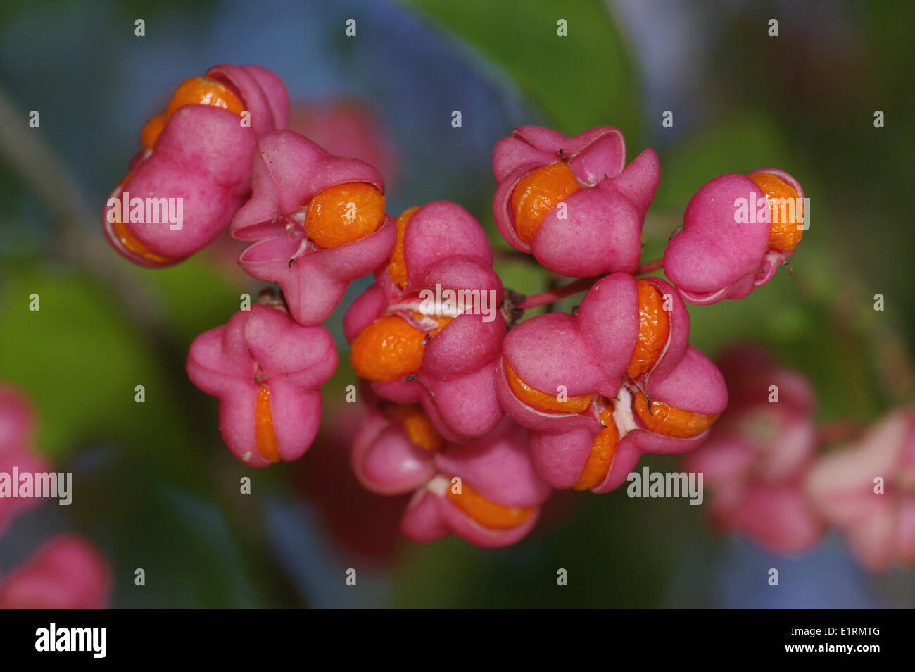 Fruits of European spindle (Euonymus europaeus Stock Photo - Alamy