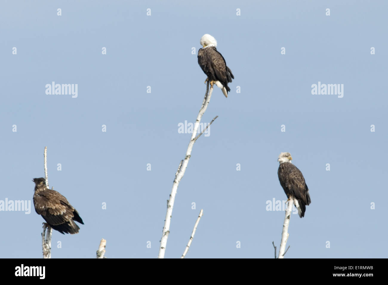 Three Bald Eagles sitting in a dead tree Stock Photo - Alamy