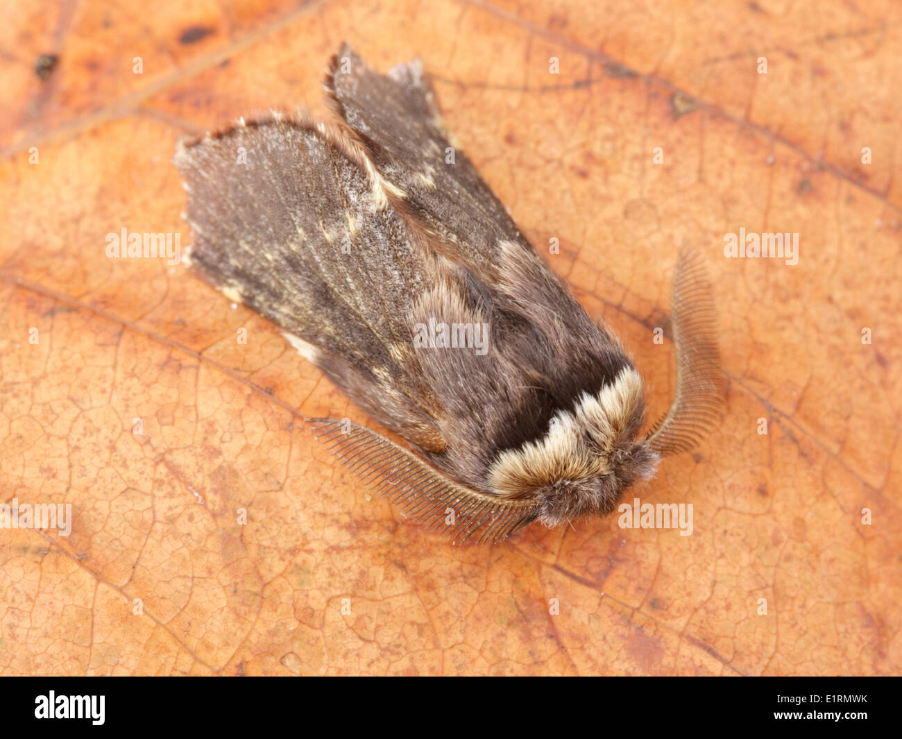 Male December Moth (Poecilocampa populi) resting Stock Photo - Alamy