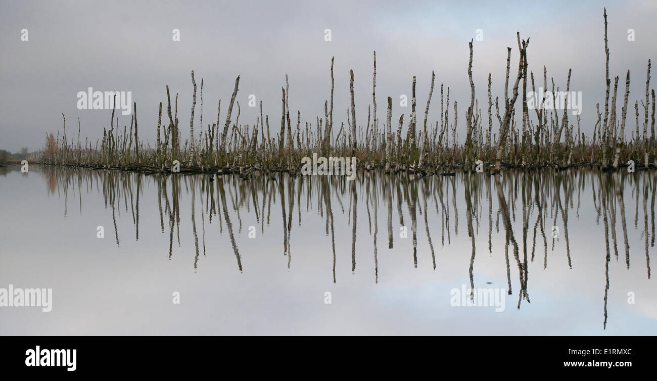 Dead birchtrees hi-res stock photography and images - Alamy