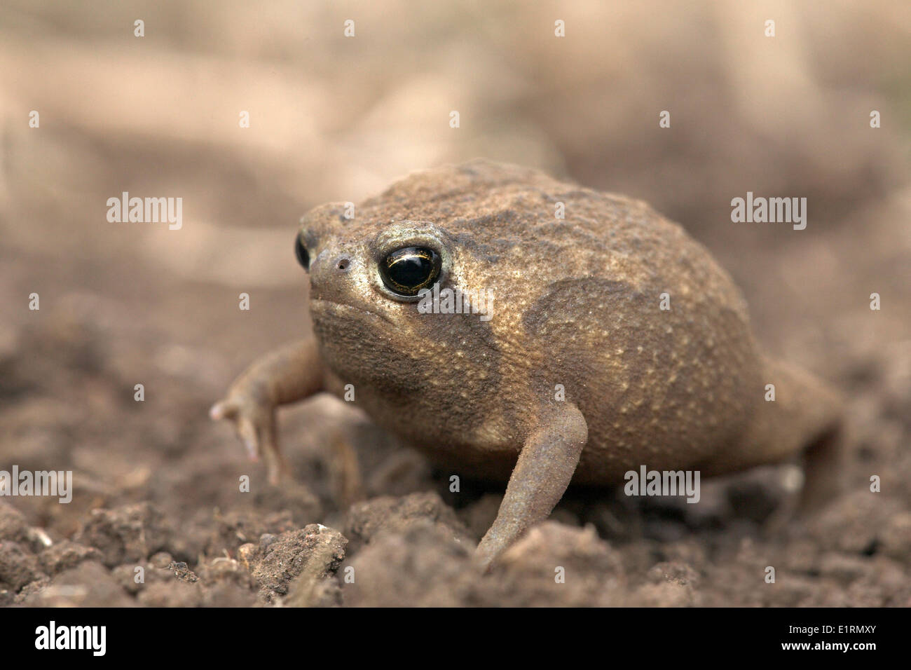 Rainfrog hi-res stock photography and images - Alamy