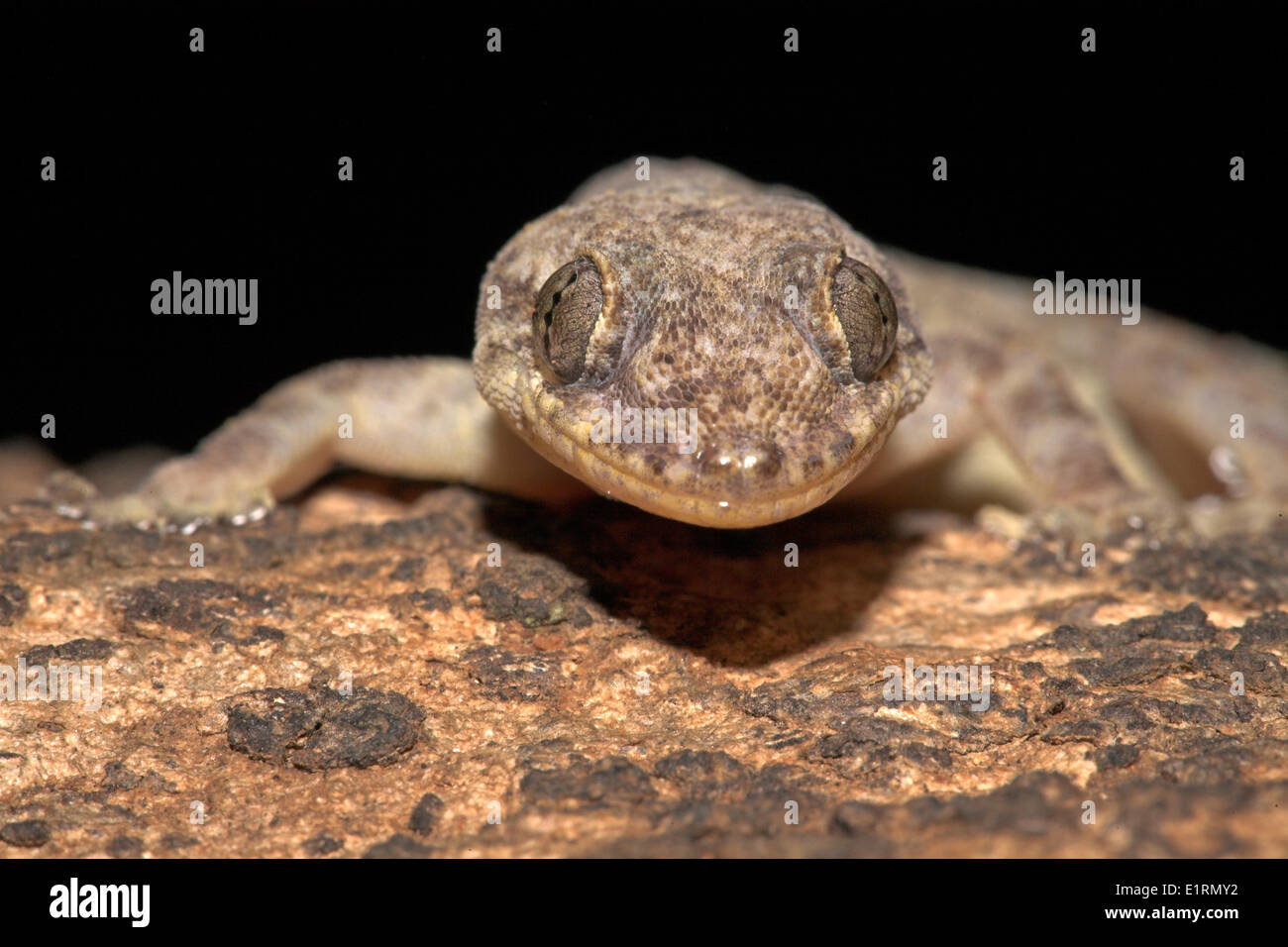 Tropical house gecko hi-res stock photography and images - Alamy