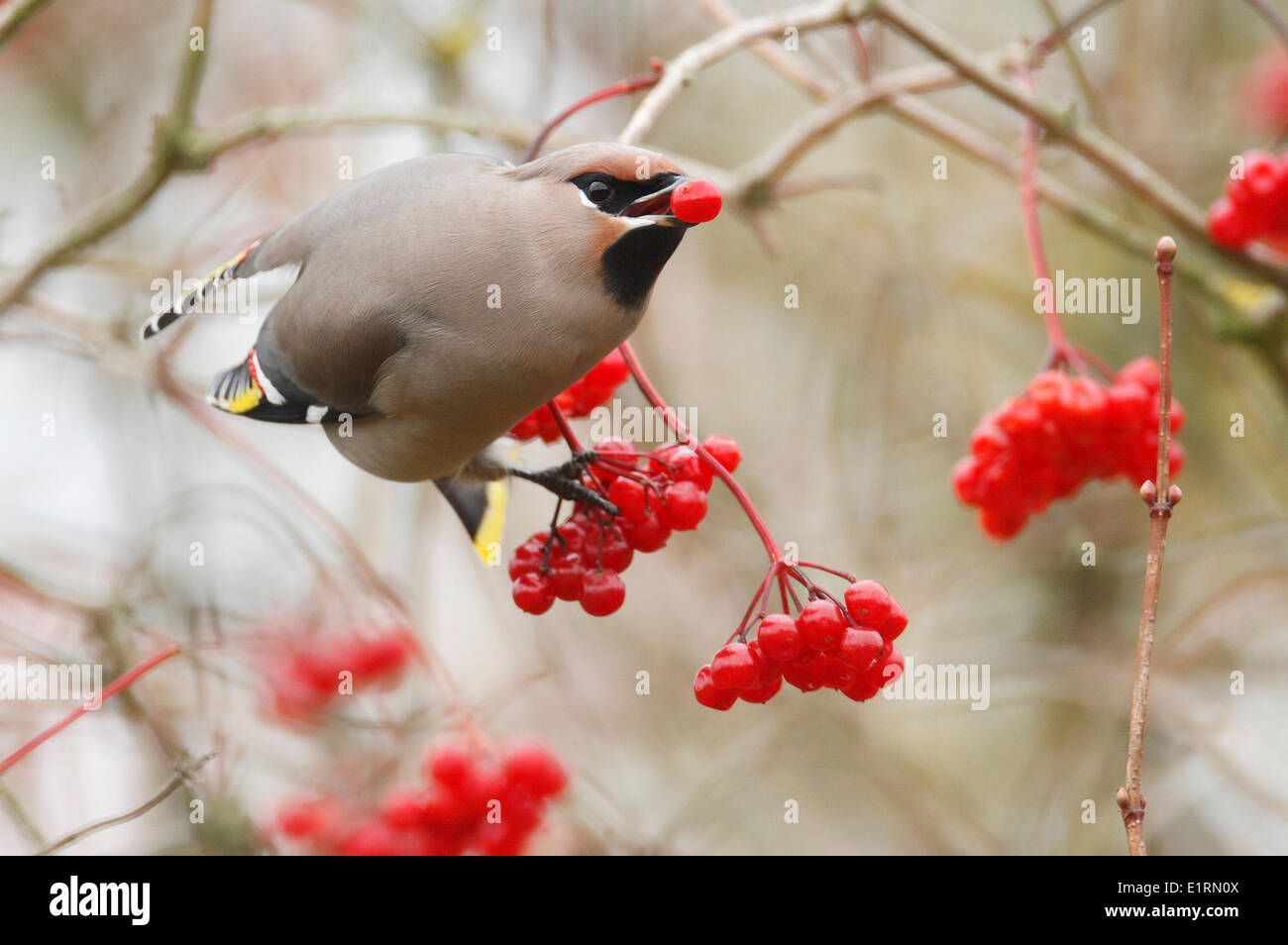 Bohemian Waxwing (Bombycilla garrulus) eating a bright red berry of ...