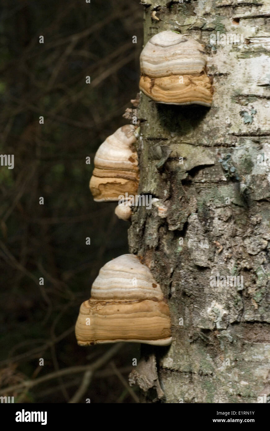 Hoof Fungus on a Birch Stock Photo - Alamy